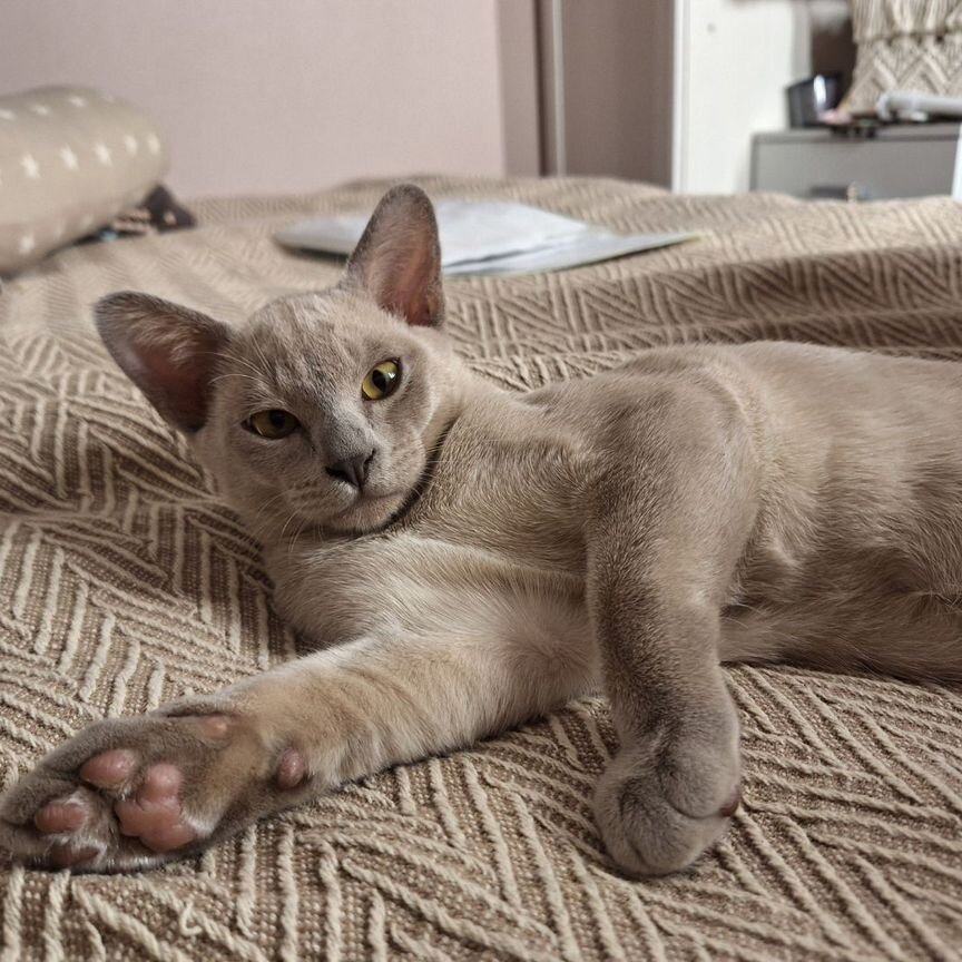 Бурманский котёнок