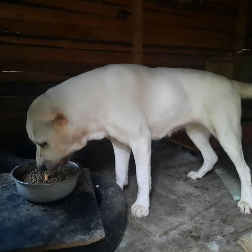 Сао ищет дом