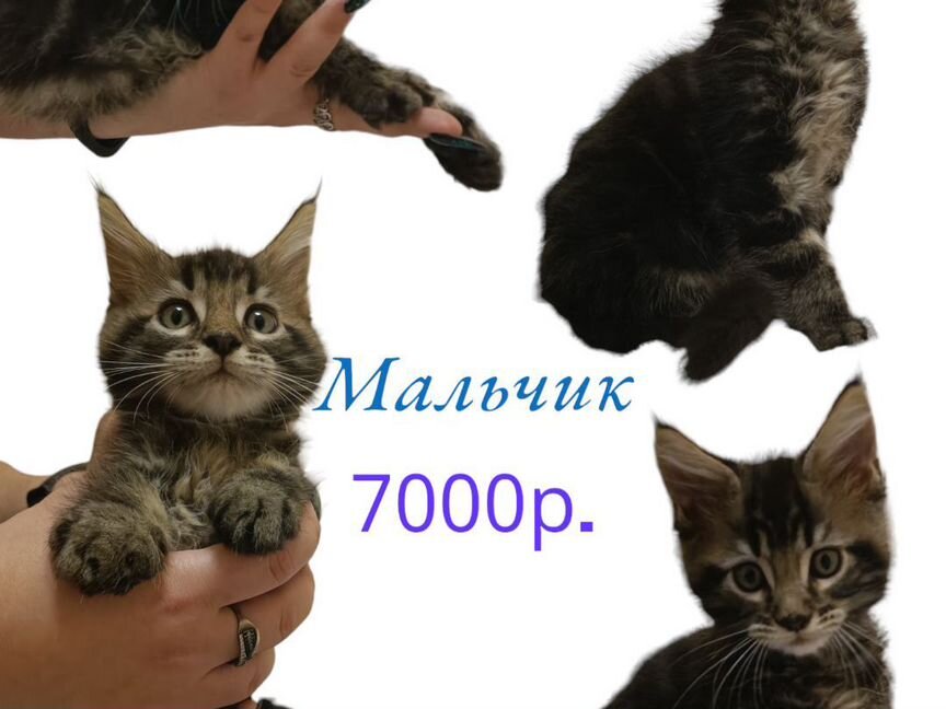 Котята мейн-кун мальчики и девочки