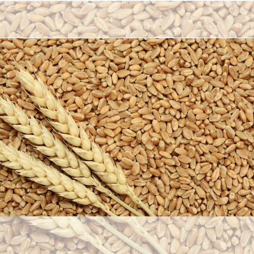 Пшеница, кукуруза, соя