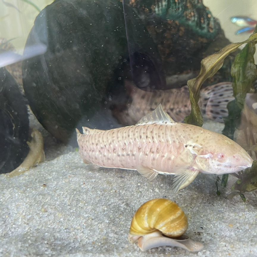 Сомы таракатумы