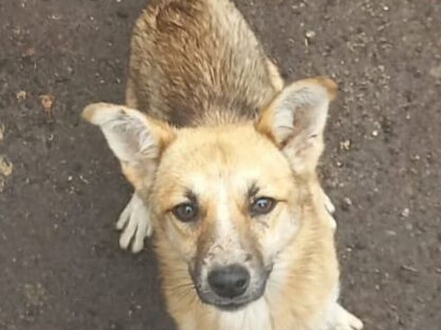 Собачка Спайки