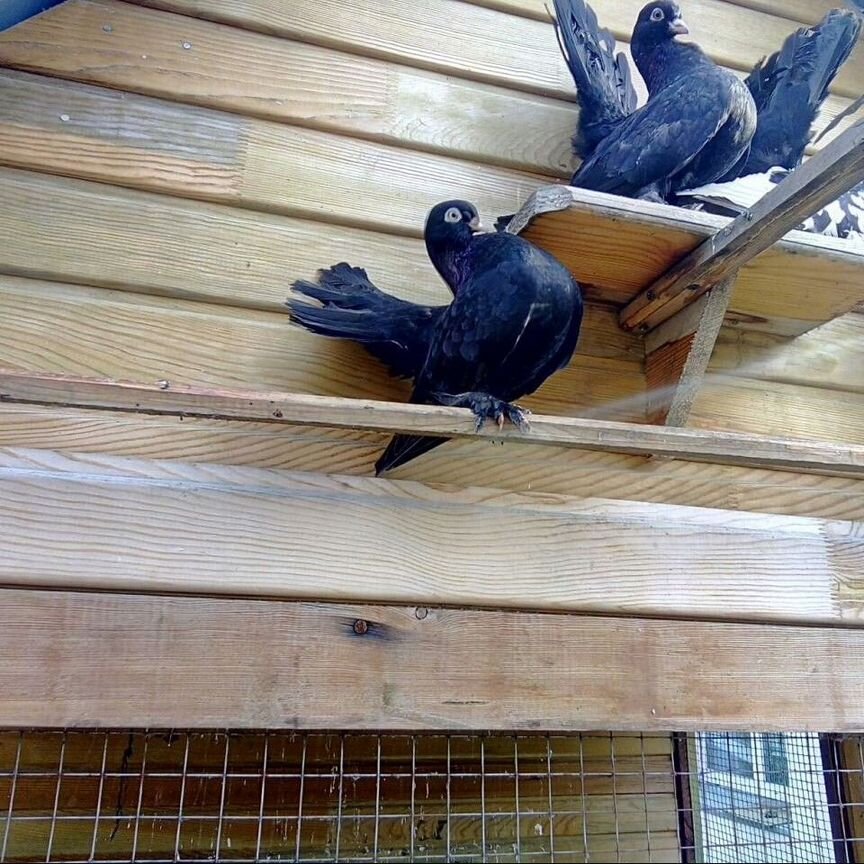 Статные голуби