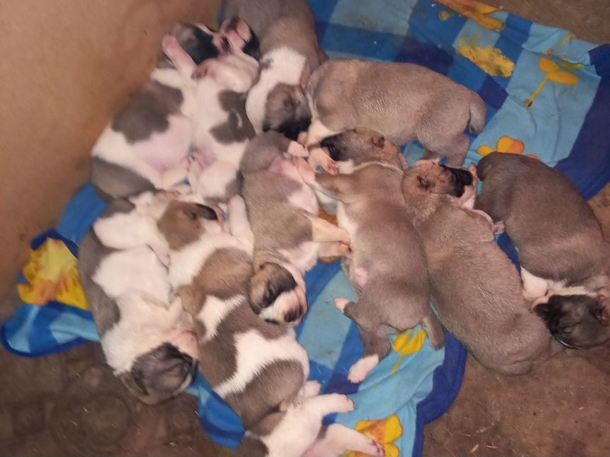 Щенки алабая