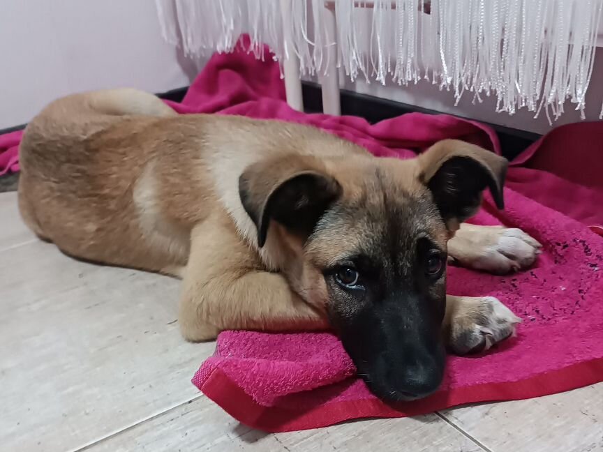 Щенок в добрые руки отдам бесплатно