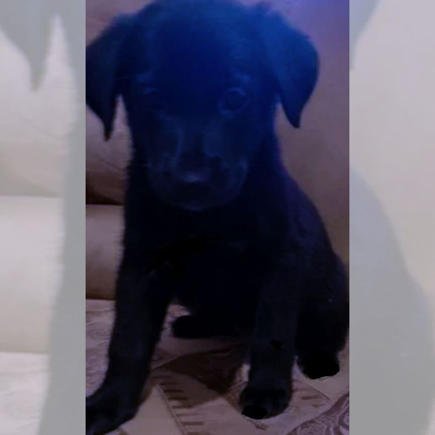 Лабрадор-ретривер, щенок