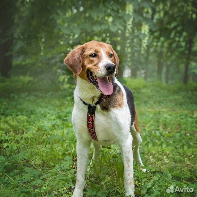 Гордей изет дом. Порода пешая гончая