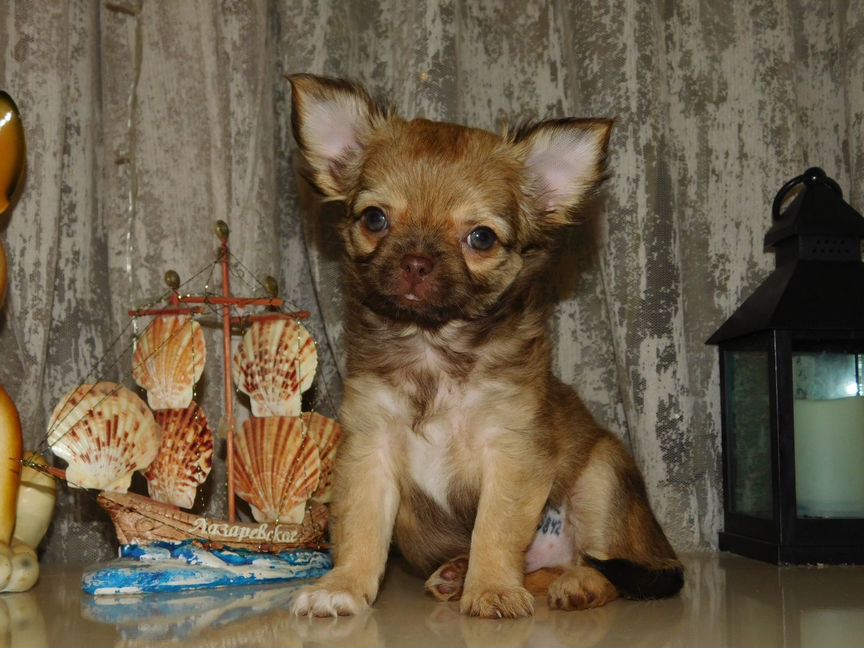 Чихуахуа Чебурашка