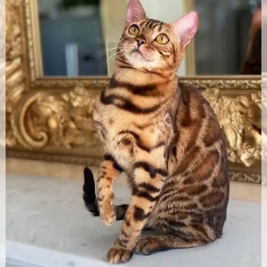 Бенгальская, взрослая кошка