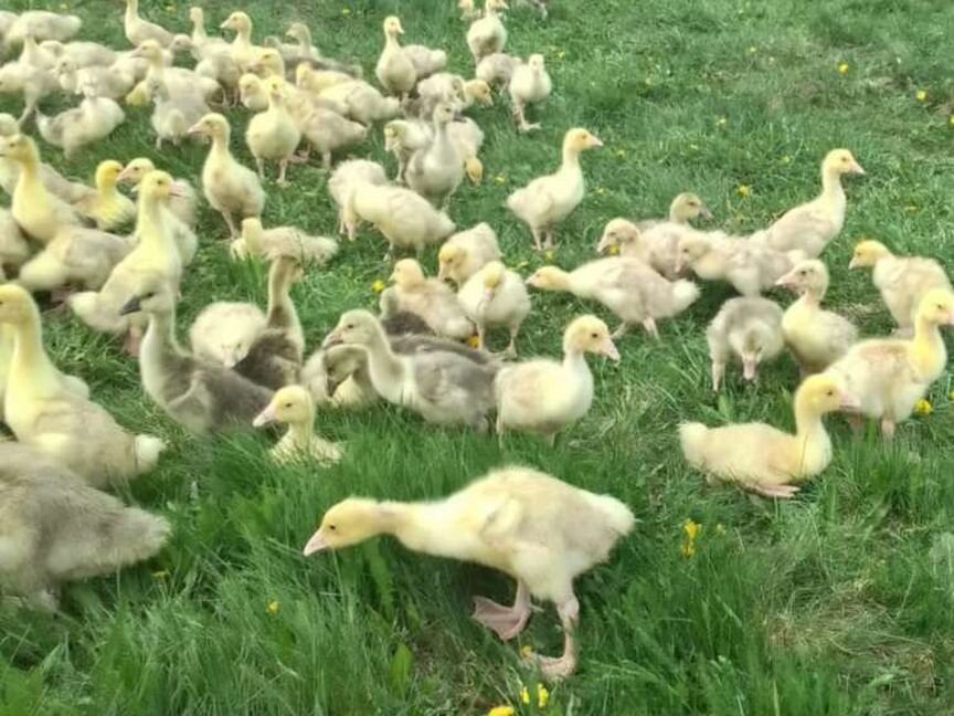 Гусята Холмогорские, Львиная голова, Крупно серые
