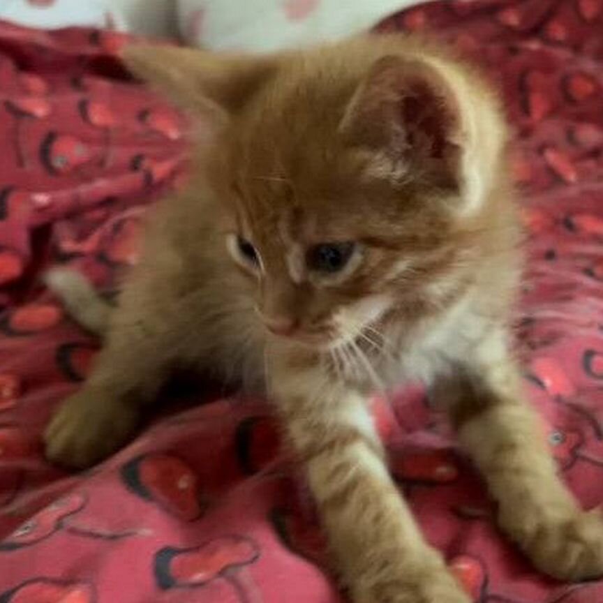 Котёнок в добрые руки