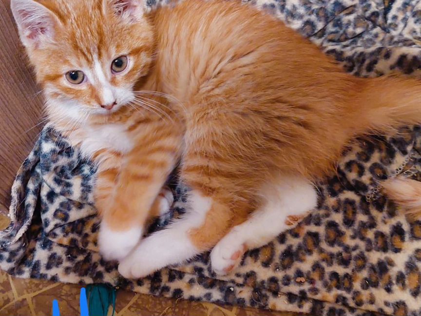 Котята с дачи рыжие, чёрнобелые разные пушистые