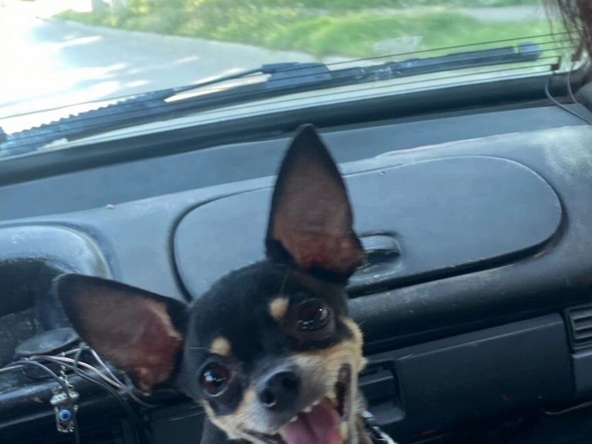 Мини той терьер фото мама