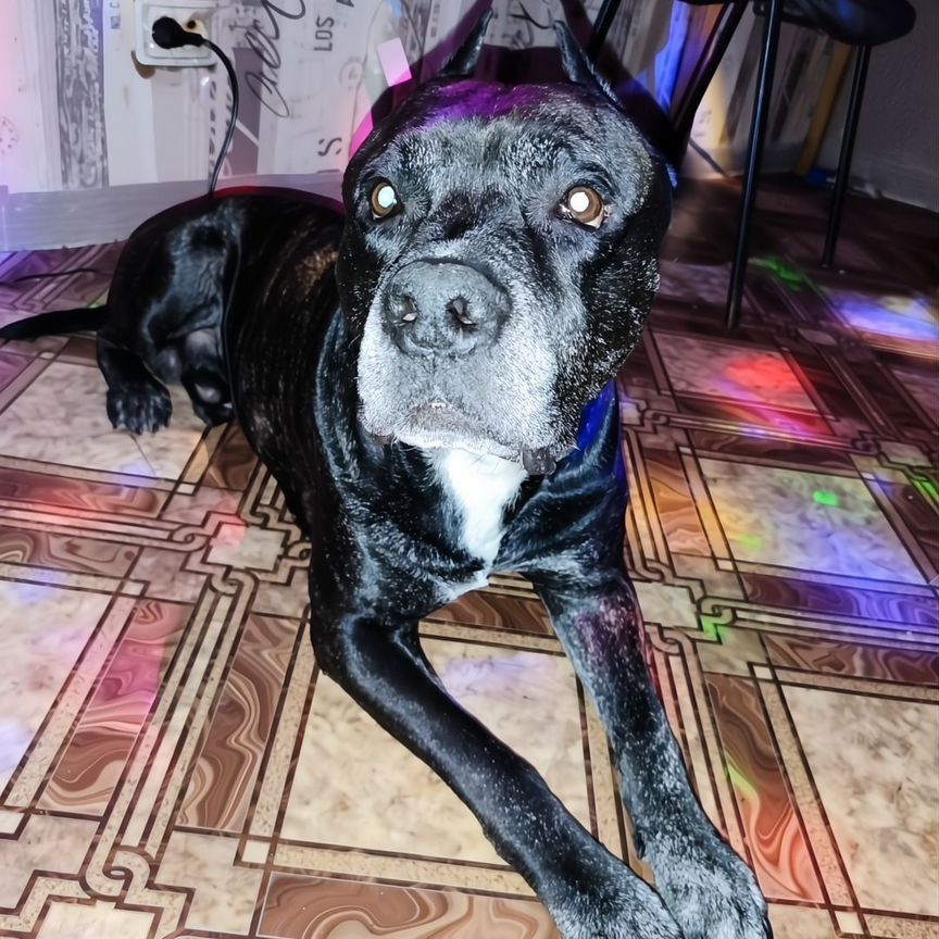 Американский стаффордширский терьер, взрослый пёс