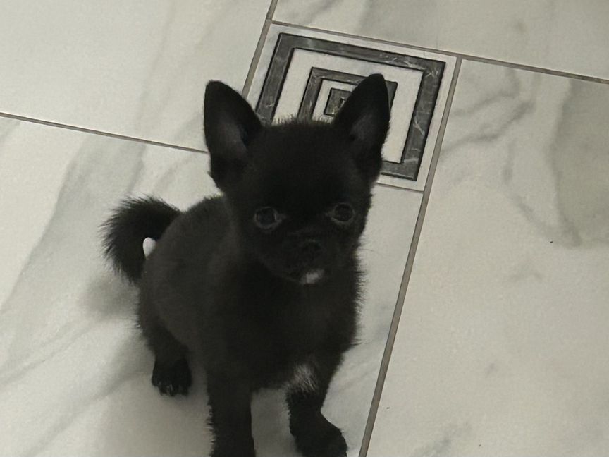 Щенок (помесь чихуахуа и шпица)