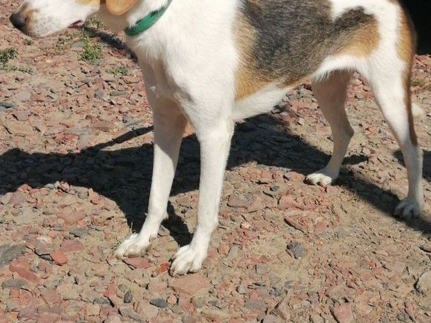 Русская борзая