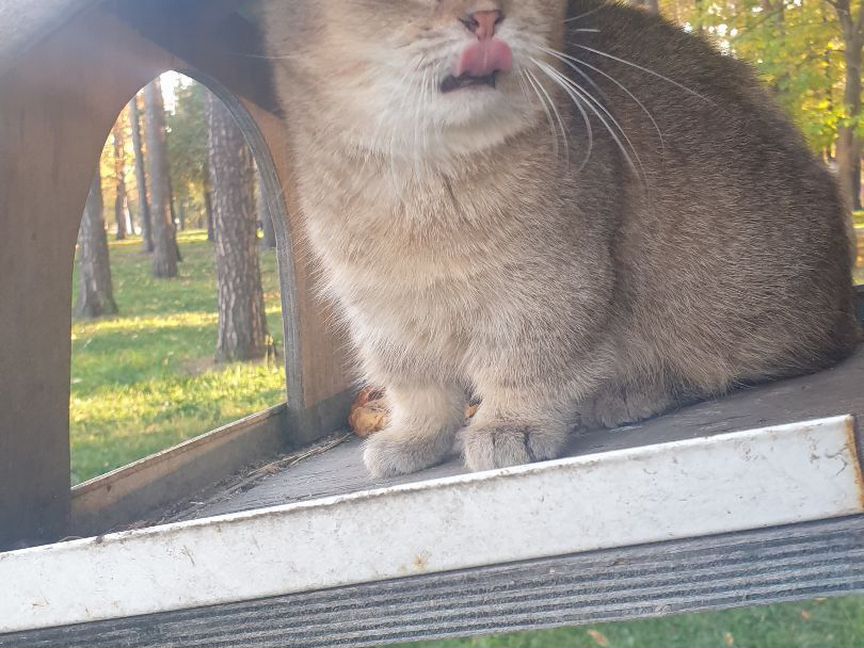 Кошка