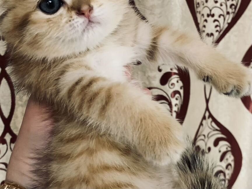 Шотландская