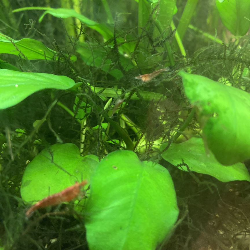 Креветки вишенки