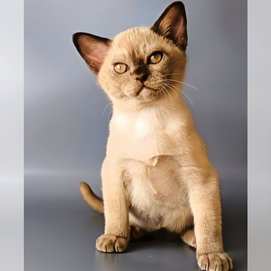 Европейский бурманский котёнок