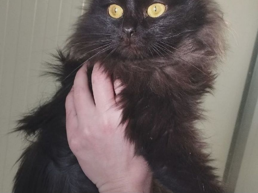 Кошечка,скромняшка