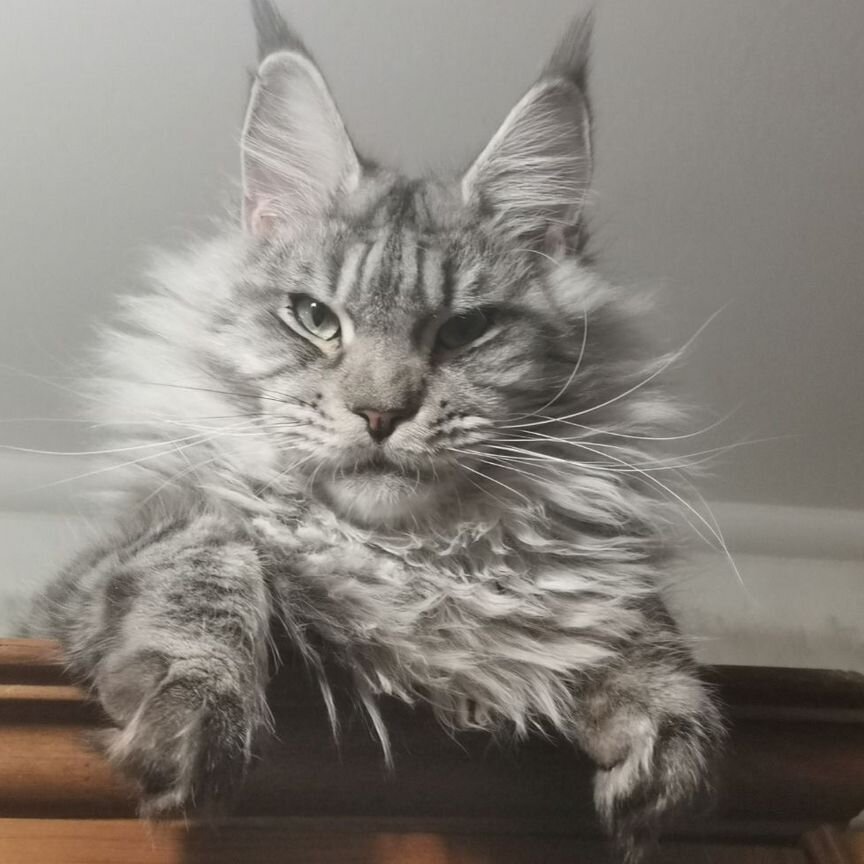 Мейн-кун котёнок