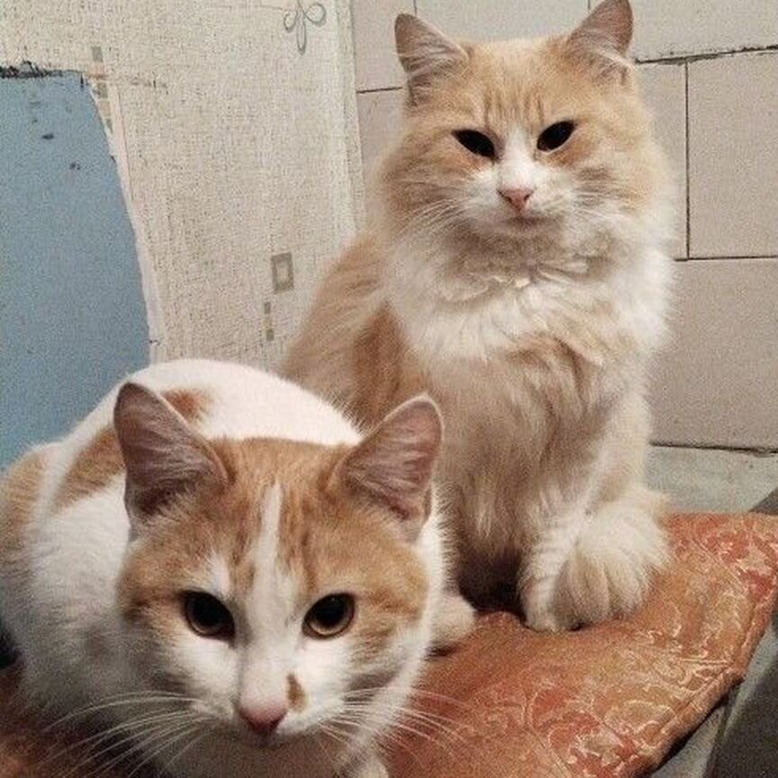Котята