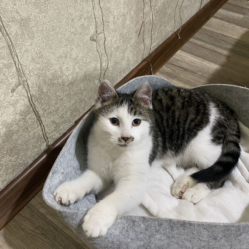 Котенок в добрые руки