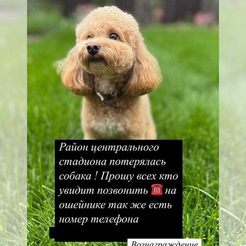 Потерялась собака