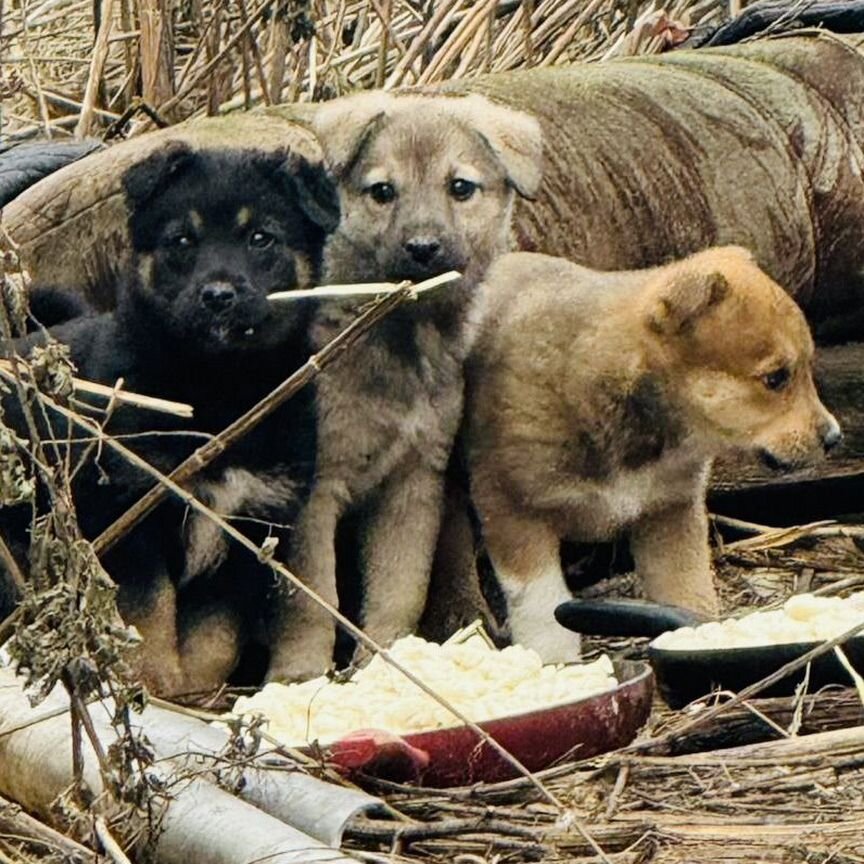 Щенок в добрые руки