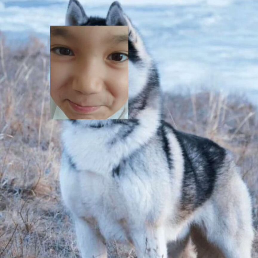 Собака в добрые руки