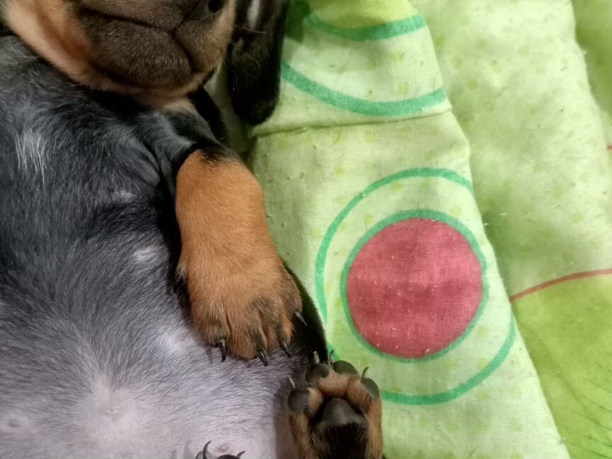 Продам щенков норных такс