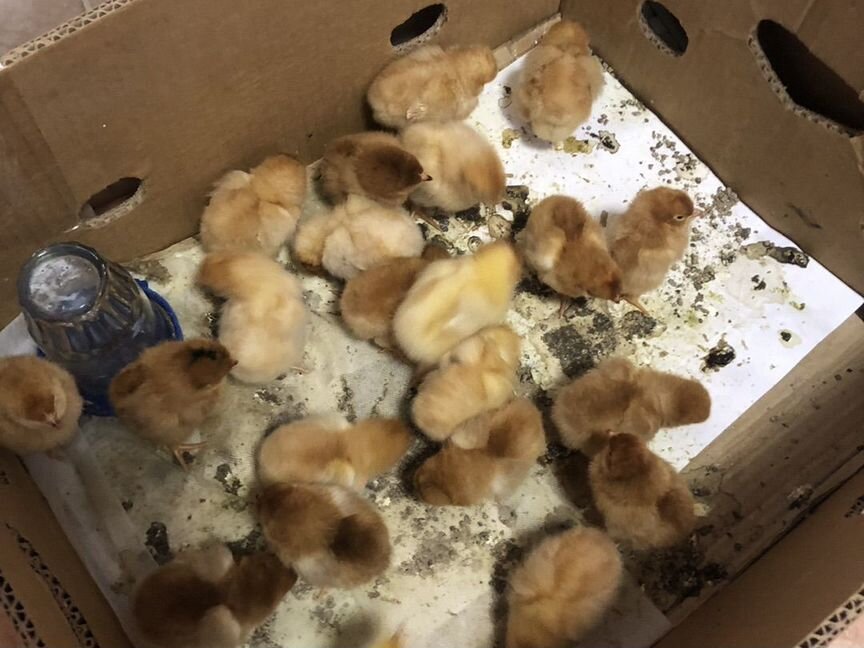 Цыплята ломан браун