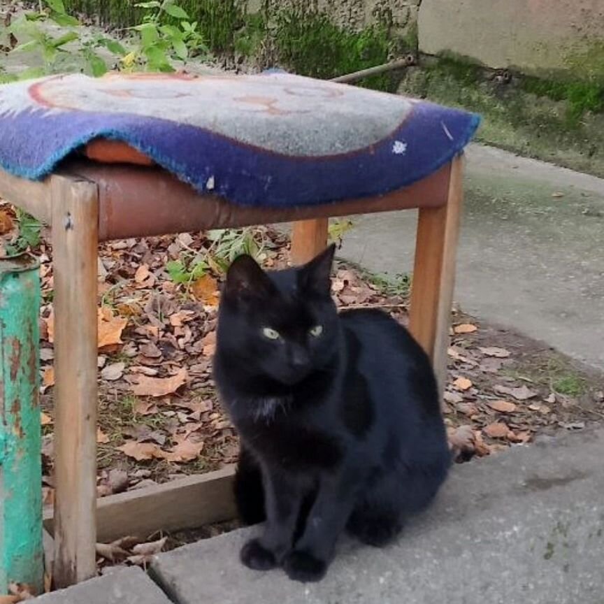 Котик в добрые руки