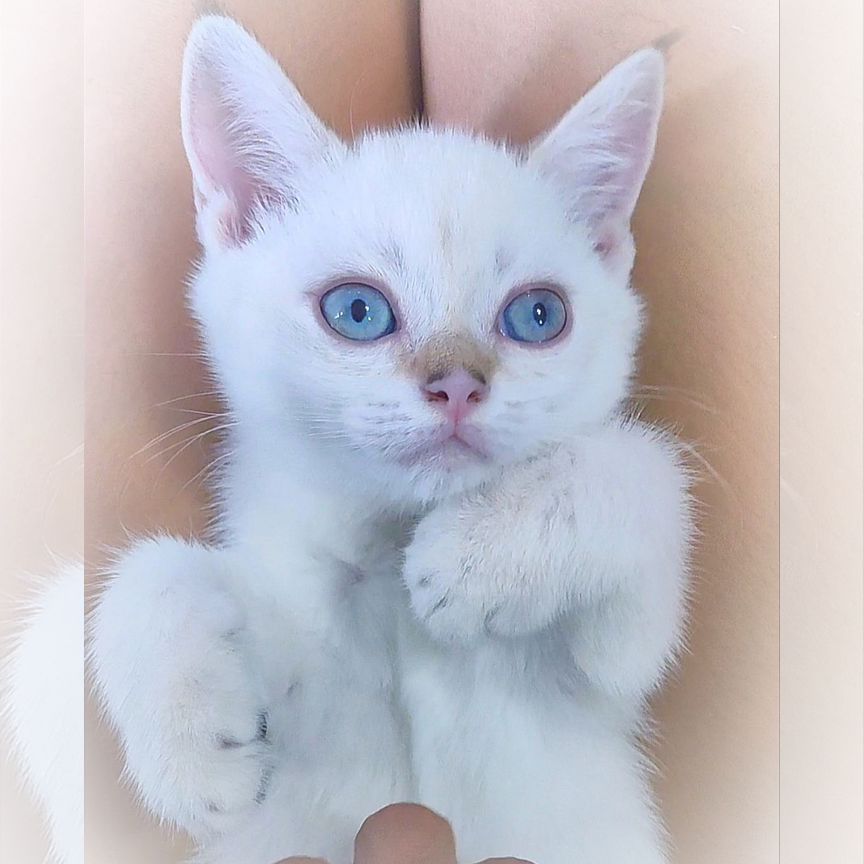 Самый красивый Шотландский Прямоухий Чемпион