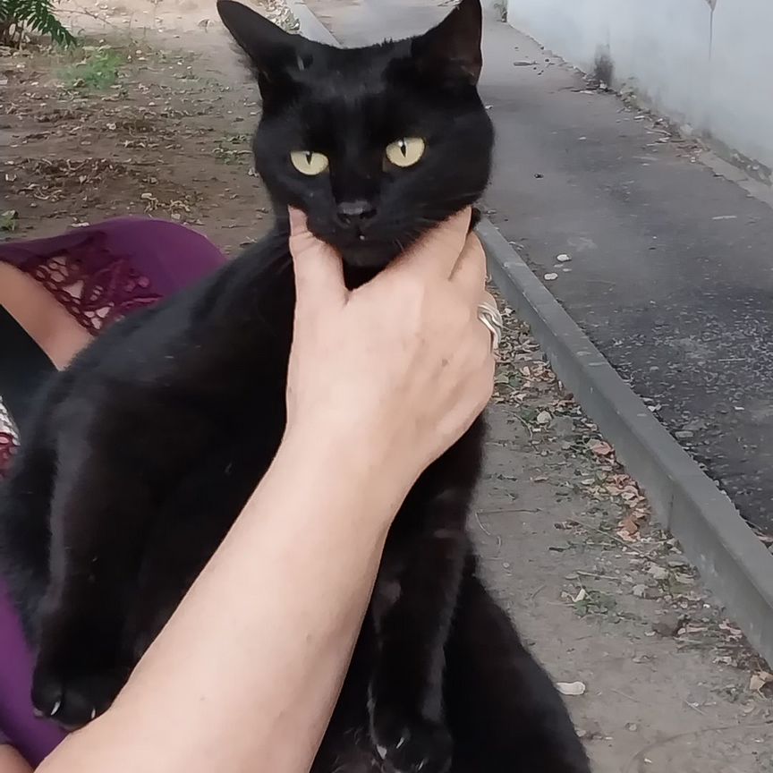 Осталась без хозяйки. нужен новый дом