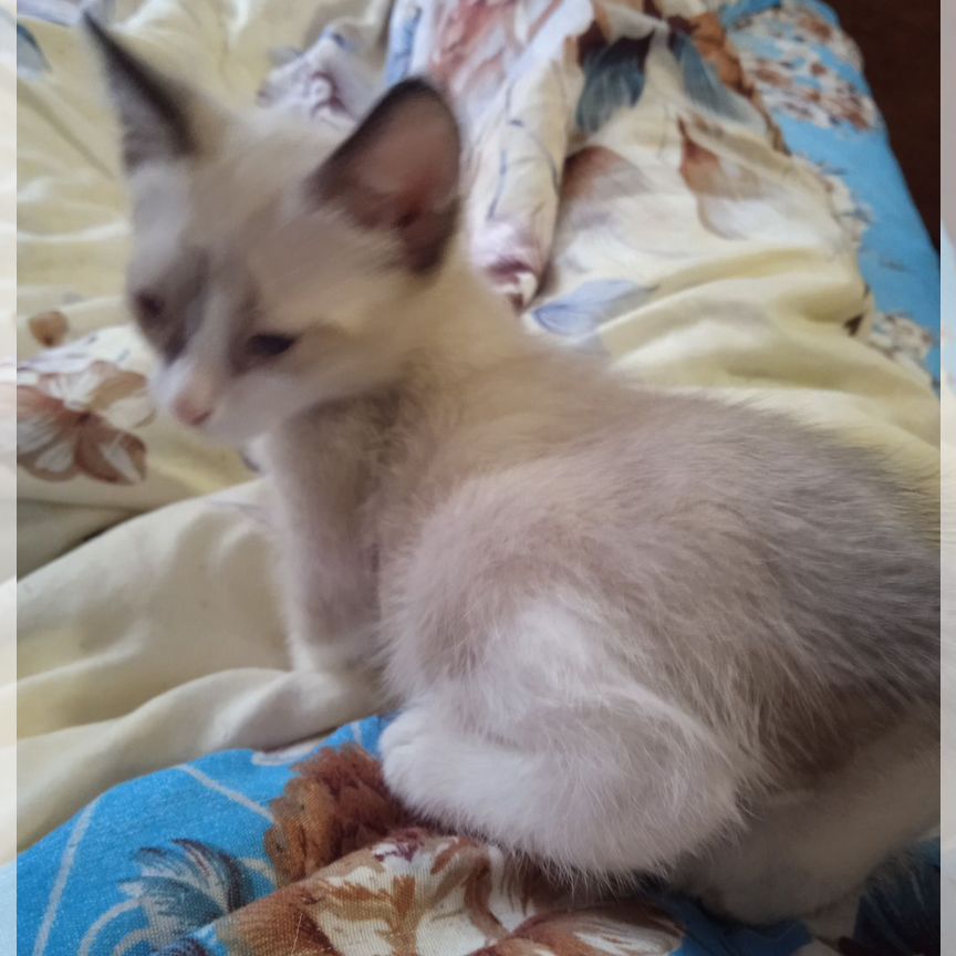 Сиамский котёнок