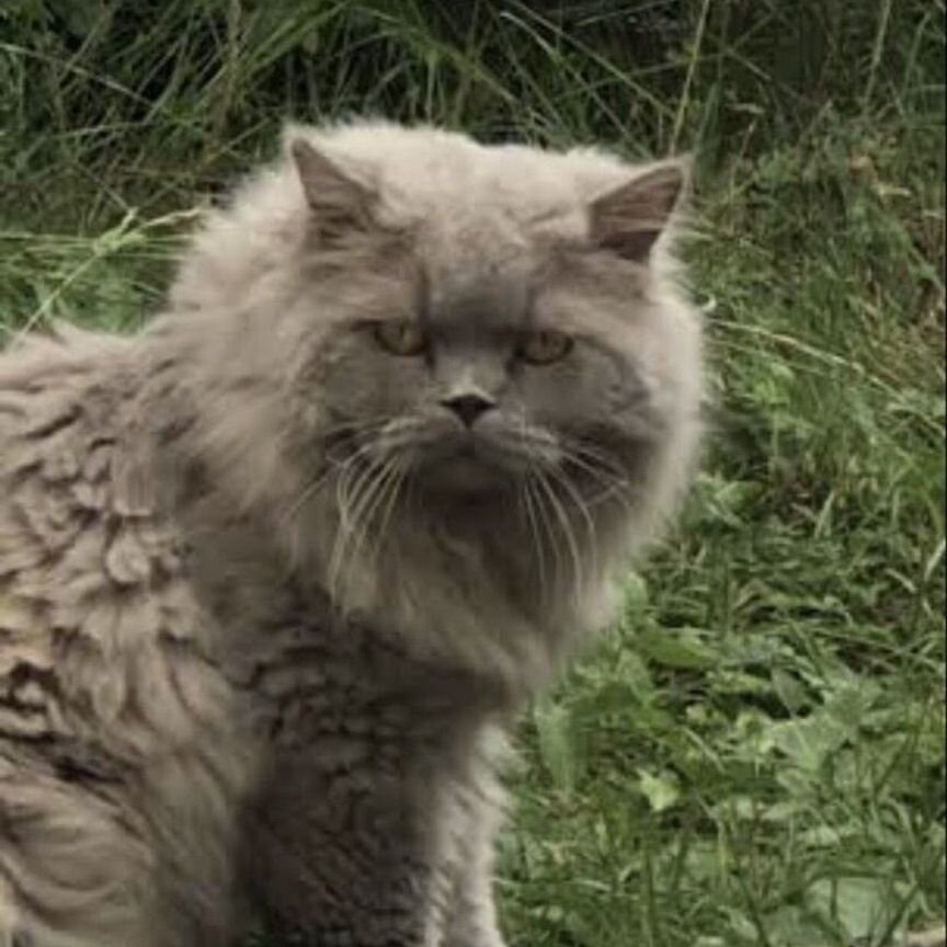 Кот для вязки