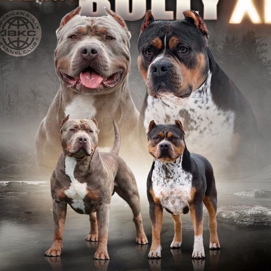 Американский булли тип xl