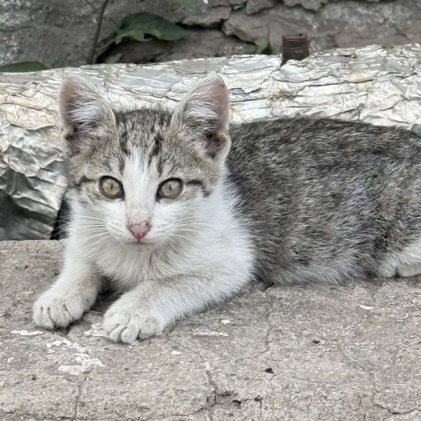 Котёнок в добрые руки