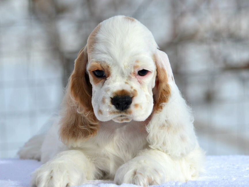 Мальчик бело-рыжего окраса