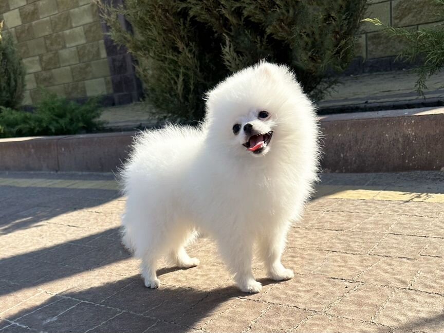 В продаже белоснежный мальчик