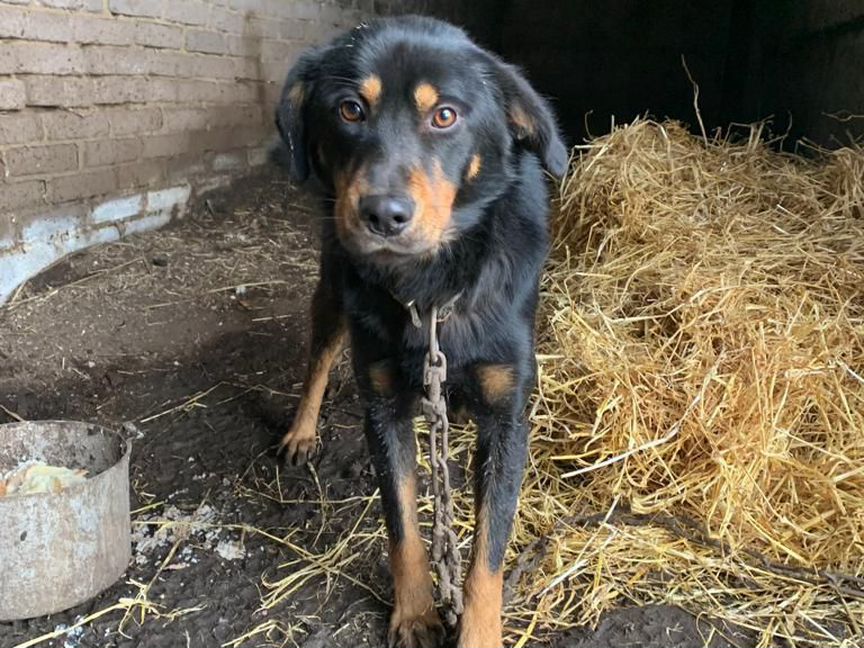 Молодой кобель в отлове,закончился срок содержания