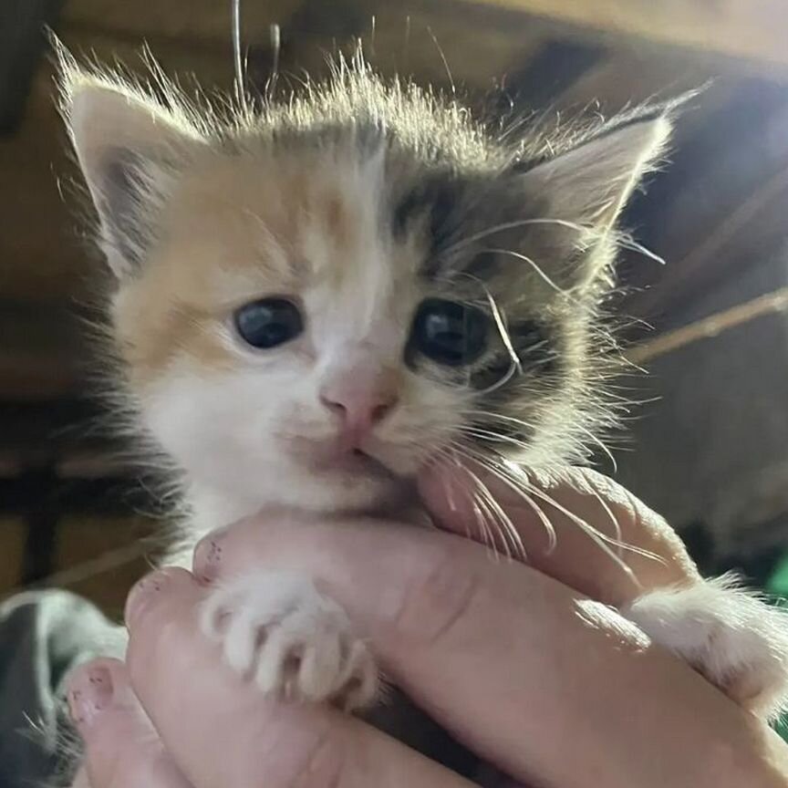 Котёнок в добрые руки