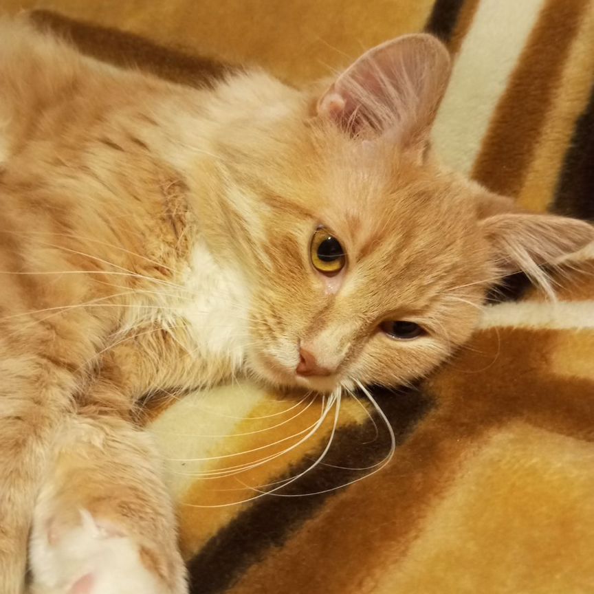 Рыжий Котик