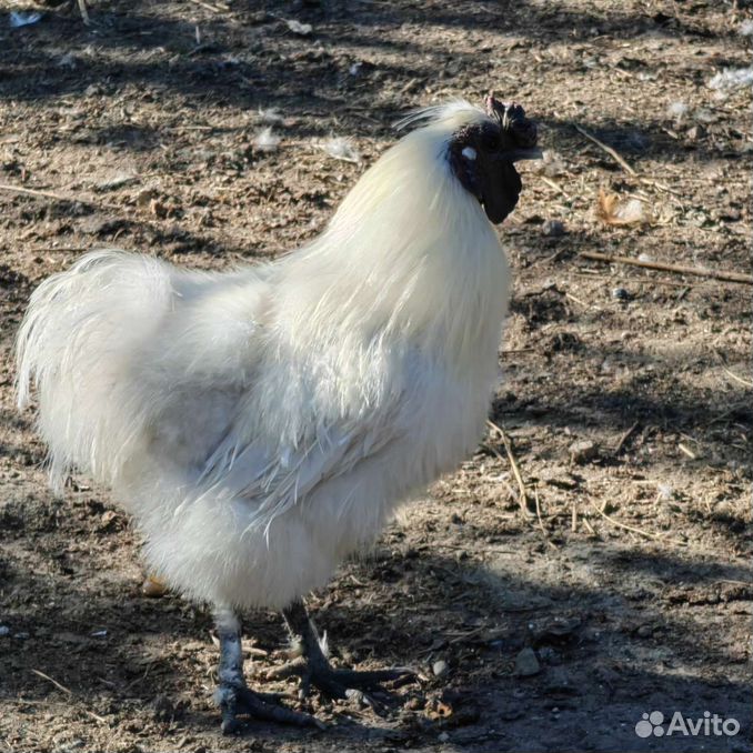Петух китайский шелковый