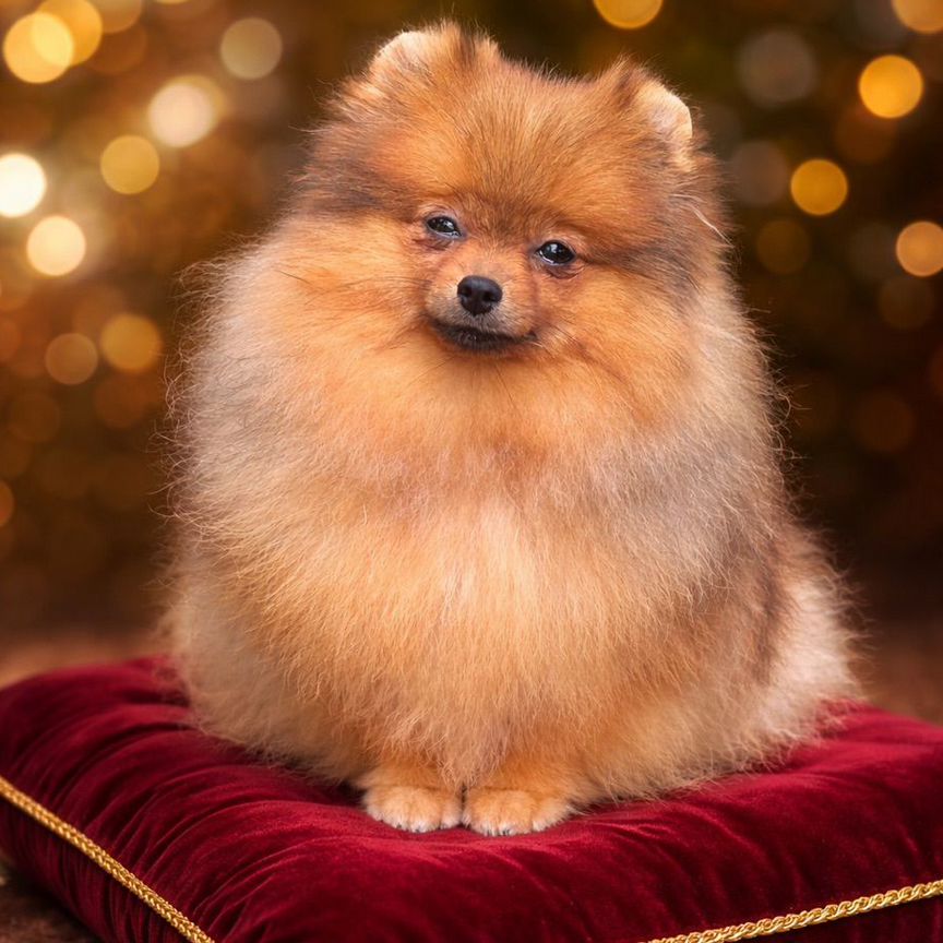 Померанский шпиц, взрослая собака