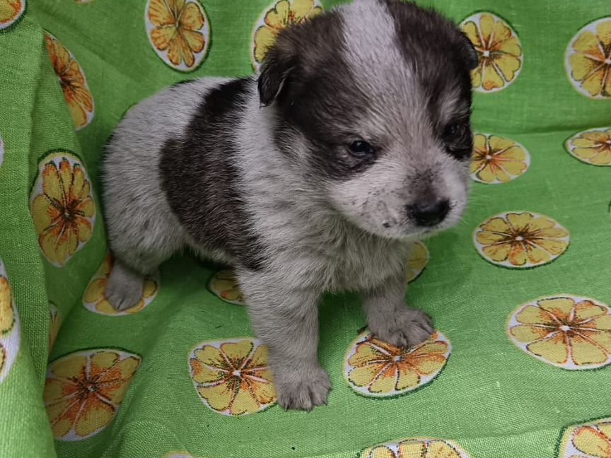 Малыши из под бетонной плиты