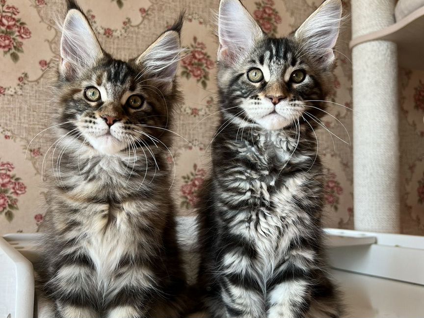 Мейн кун котята