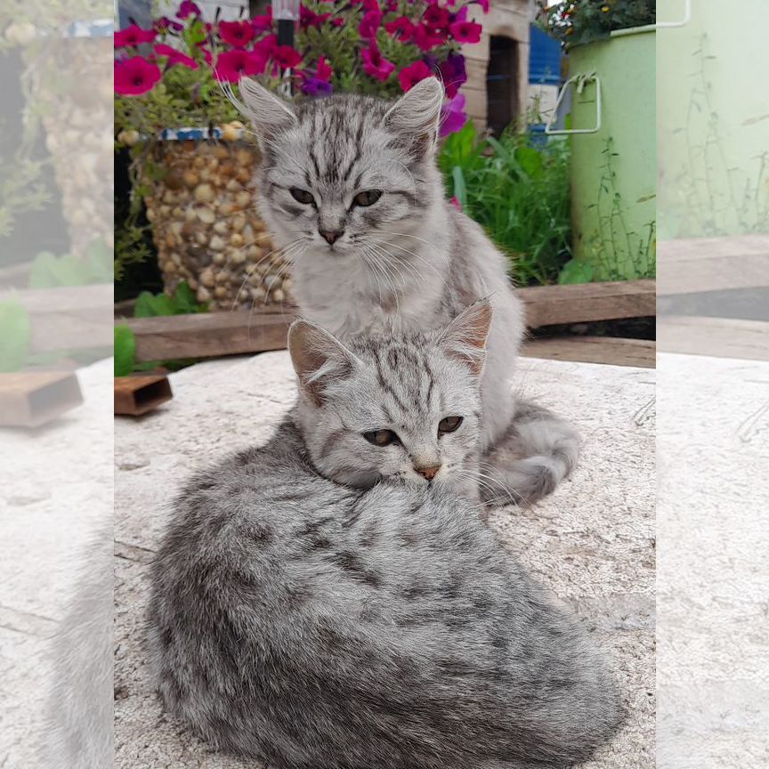 Котята в добрые руки